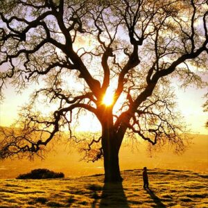 HOME - Tree New Mexico