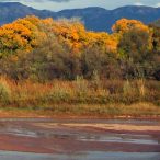 HOME - Tree New Mexico