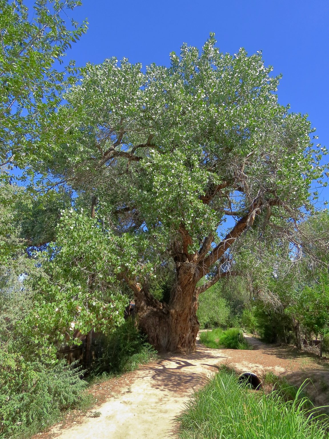 Rio Grande Cottonwood