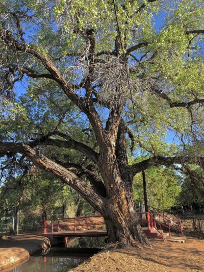 Rio Grande Cottonwood