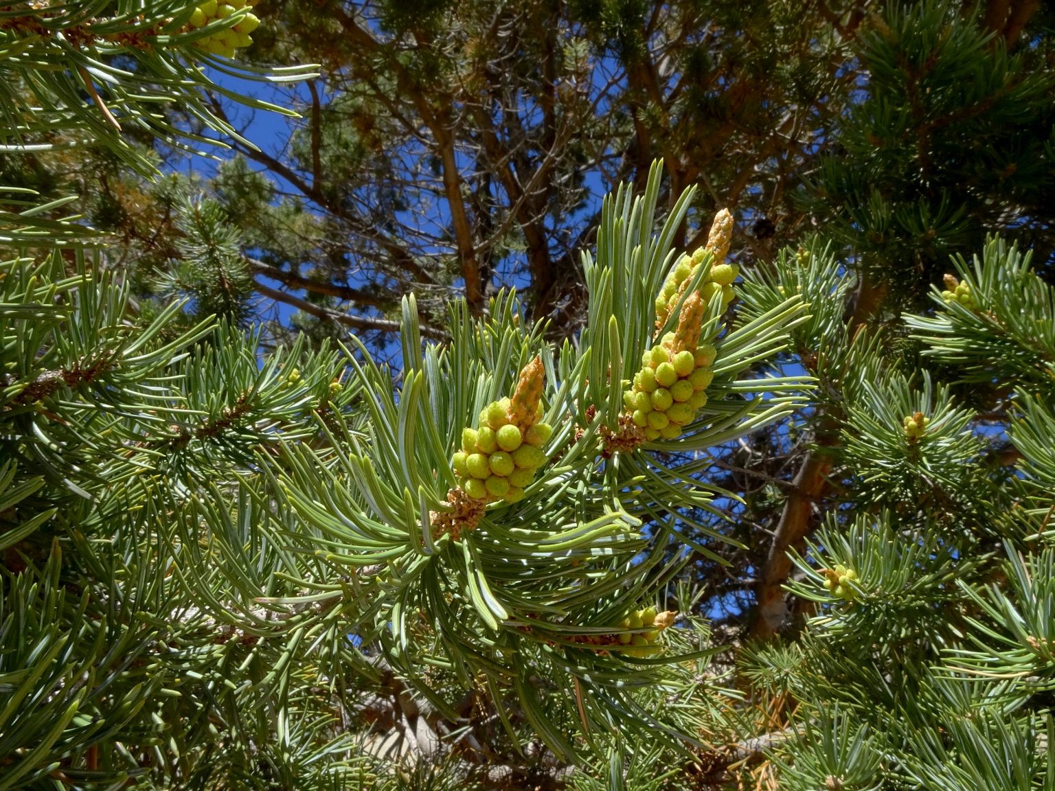 Piñon Pine