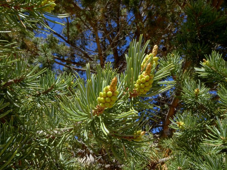 Piñon Pine