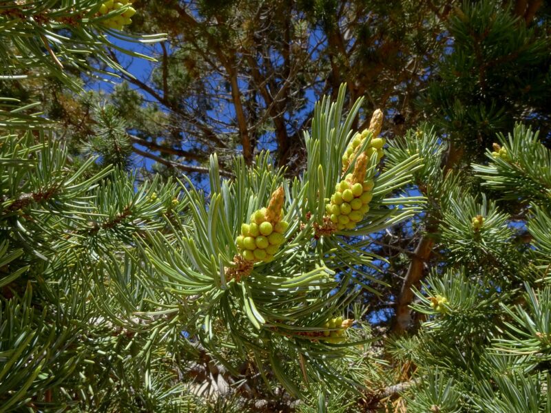 Piñon Pine
