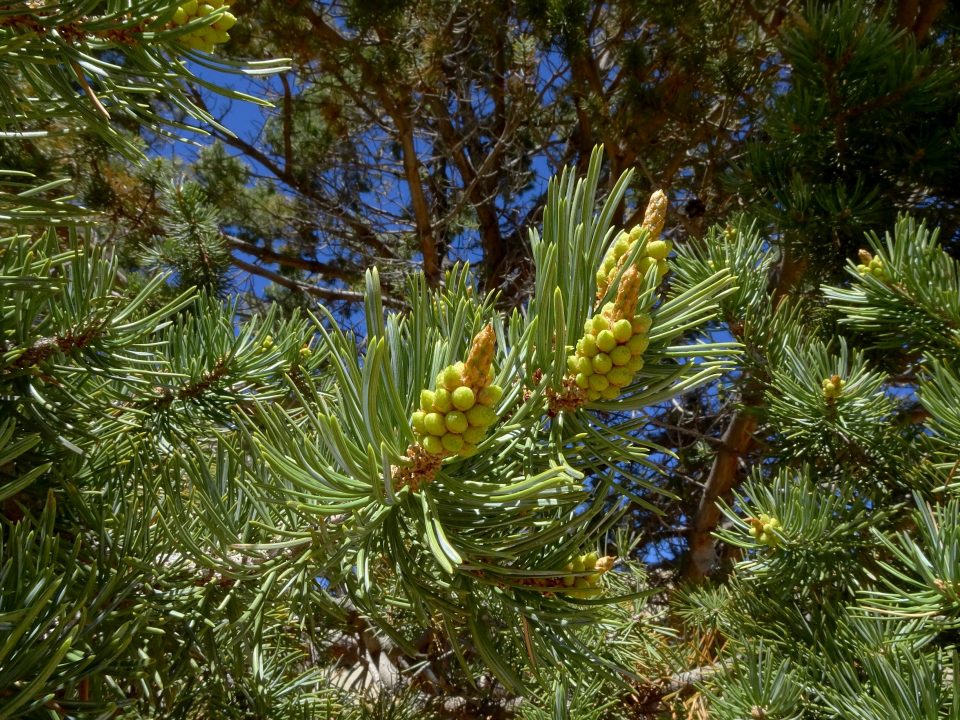 Piñon Pine