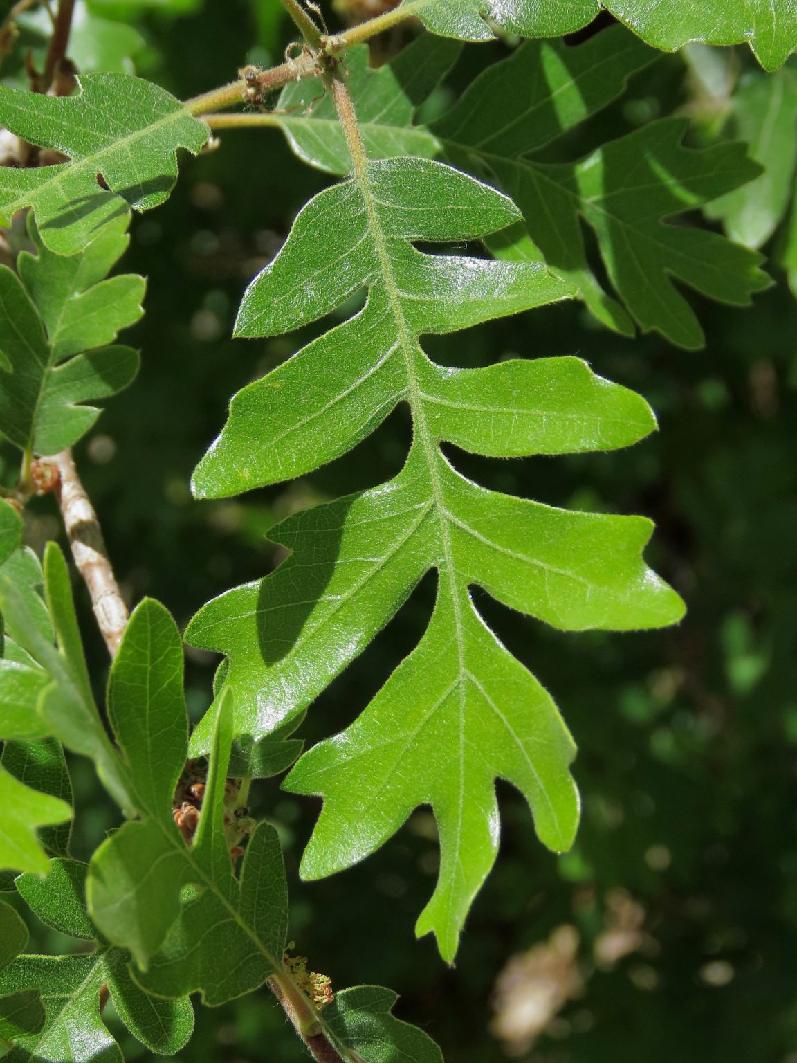 Gambel Oak – Tree New Mexico