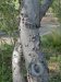 Netleaf Hackberry