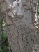 Netleaf Hackberry