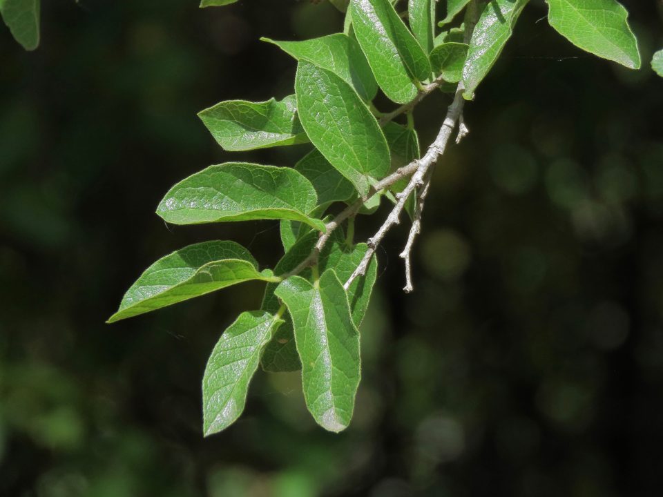 Netleaf Hackberry