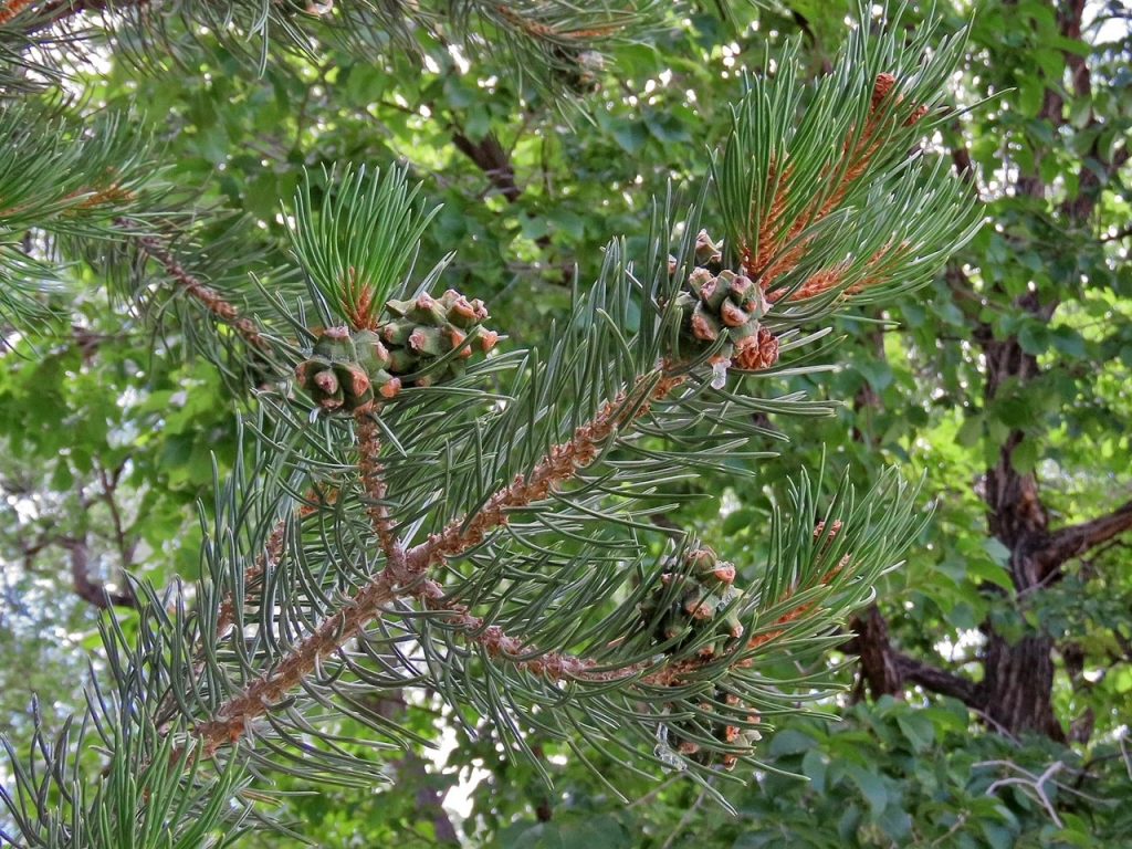 Piñon Pine