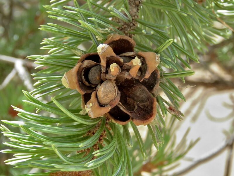Piñon Pine