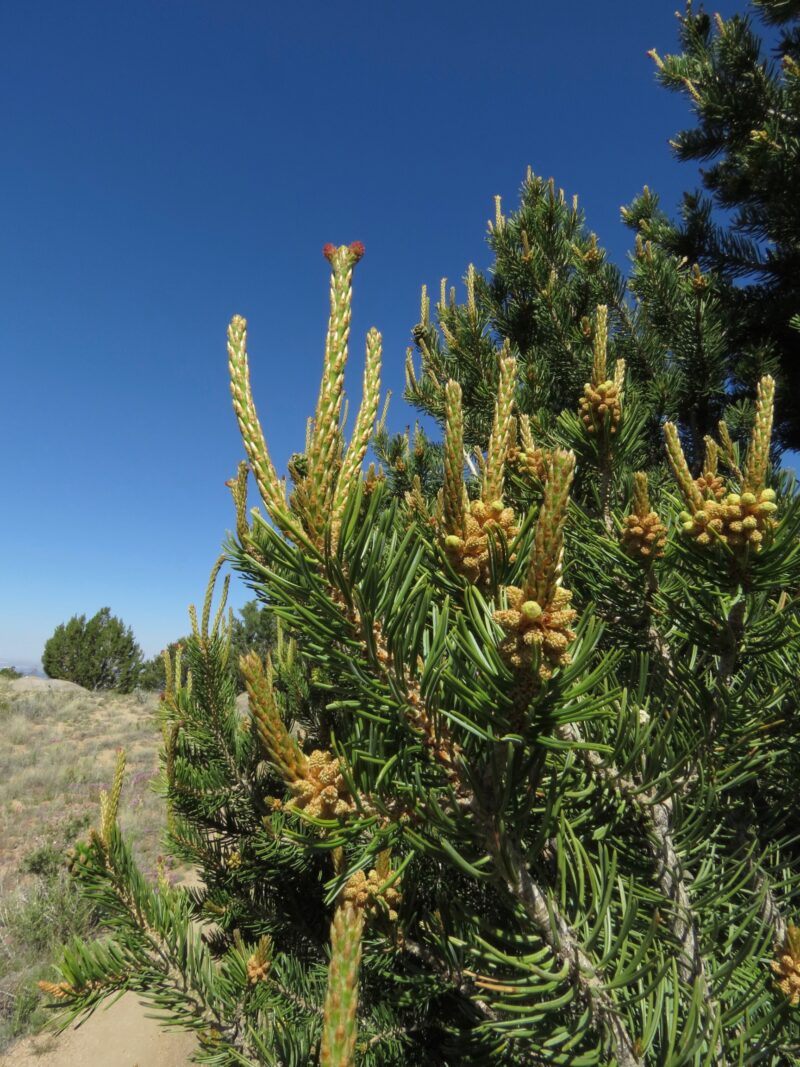 Piñon Pine
