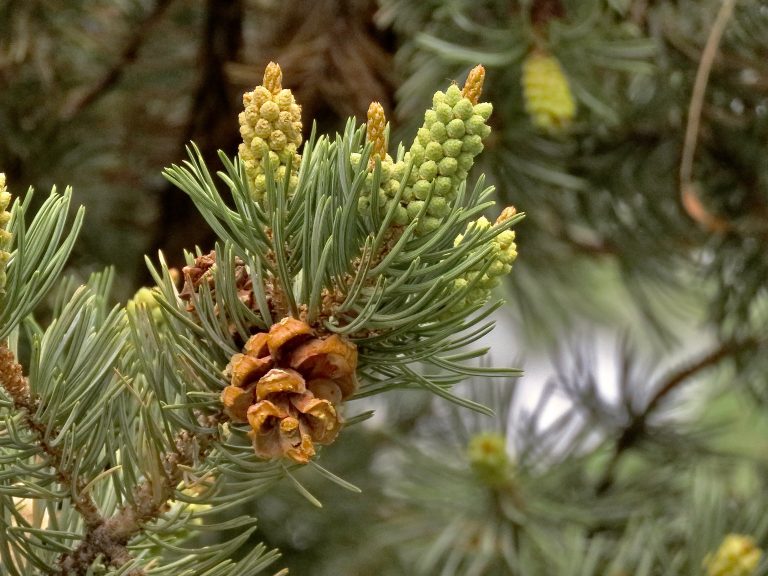 Piñon Pine