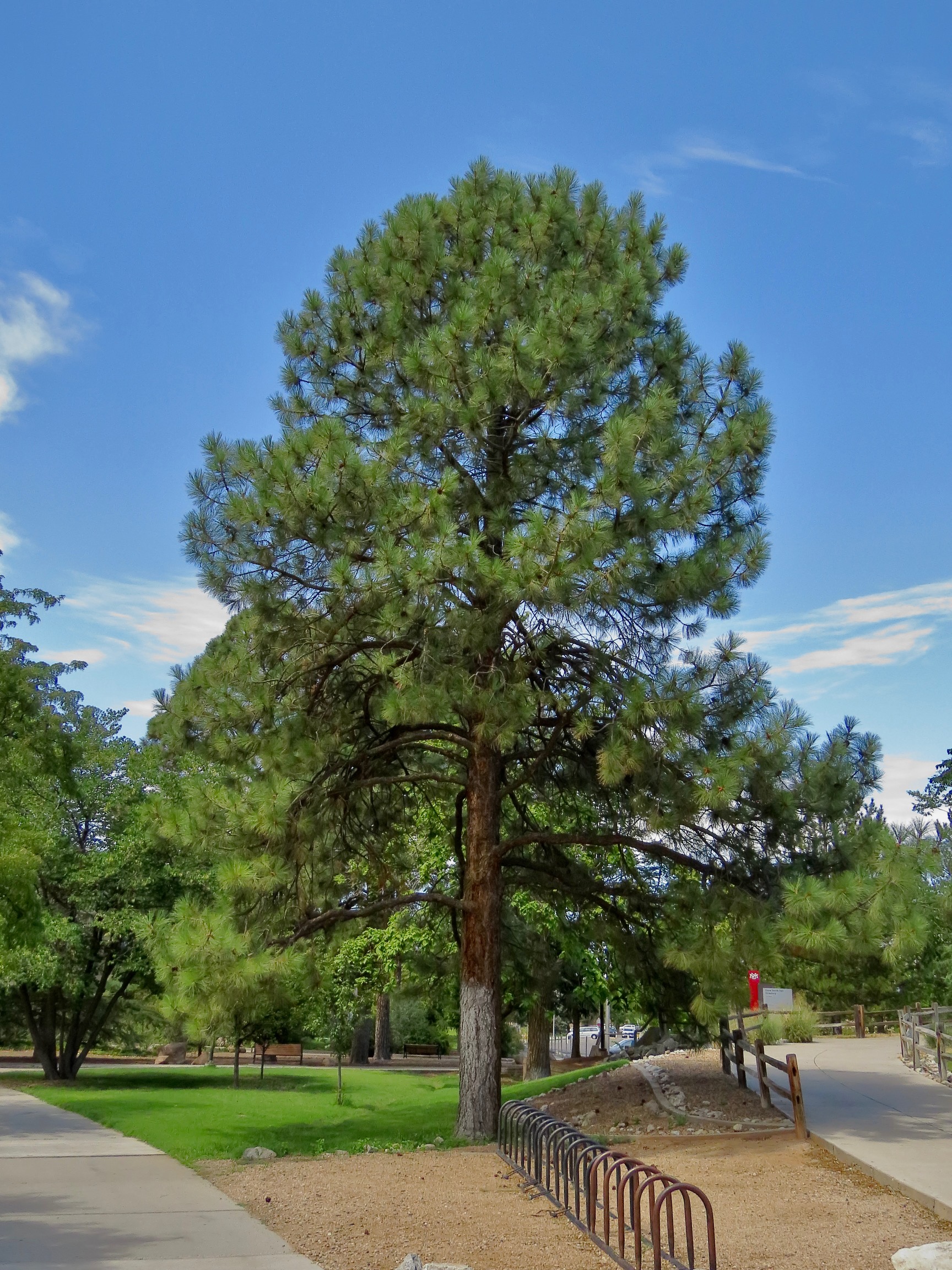 Ponderosa Pine