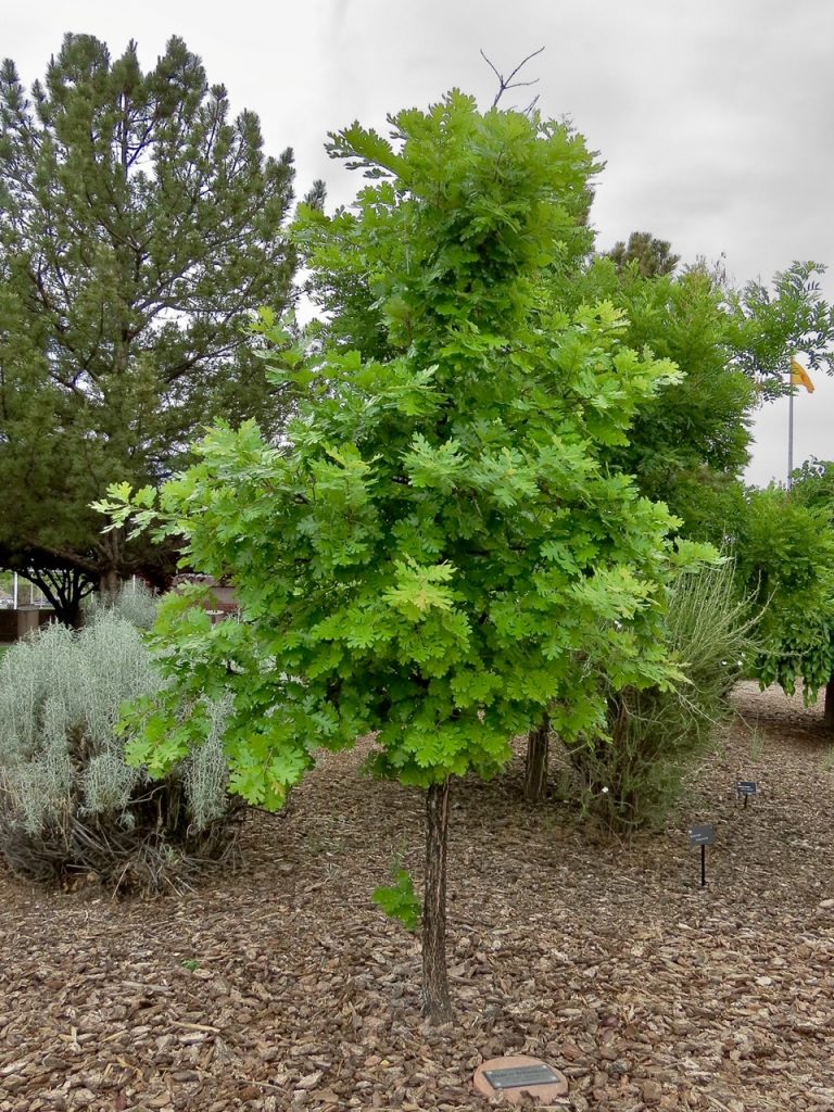 Gambel Oak – Tree New Mexico