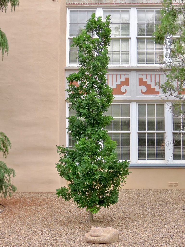 Gambel Oak