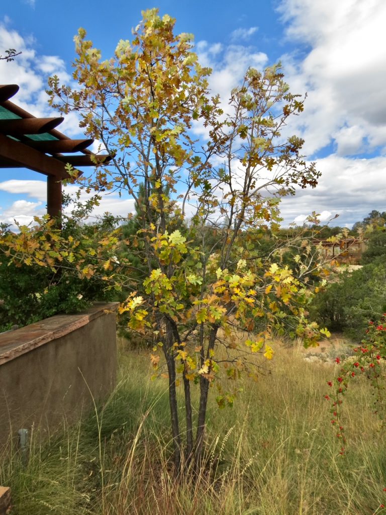 Gambel Oak – Tree New Mexico