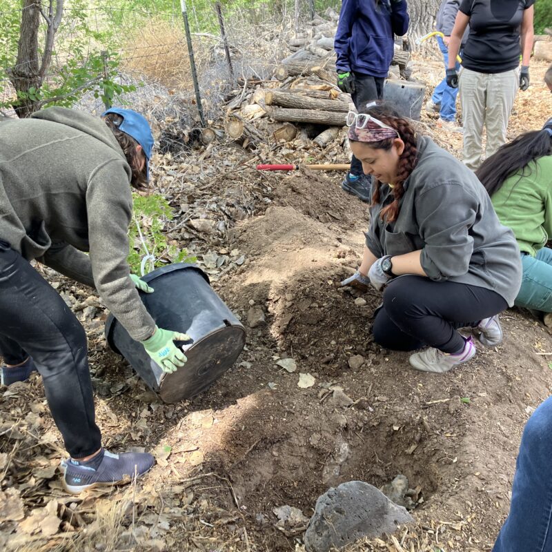 Everything You Need to Know About Effective Tree Watering