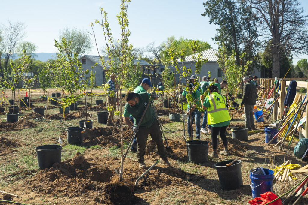 Recommended Trees - Tree New Mexico
