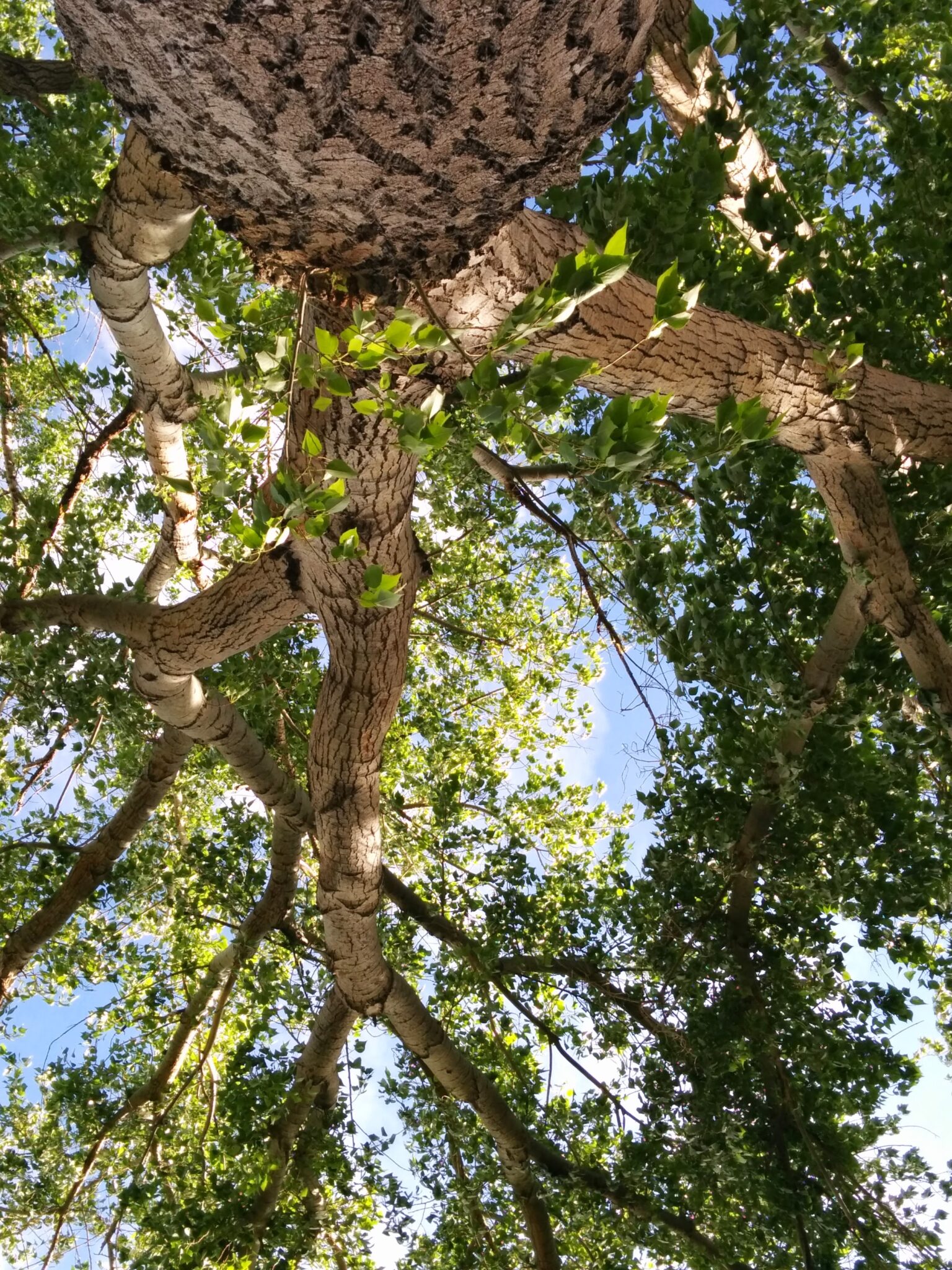 Recommended Trees - Tree New Mexico