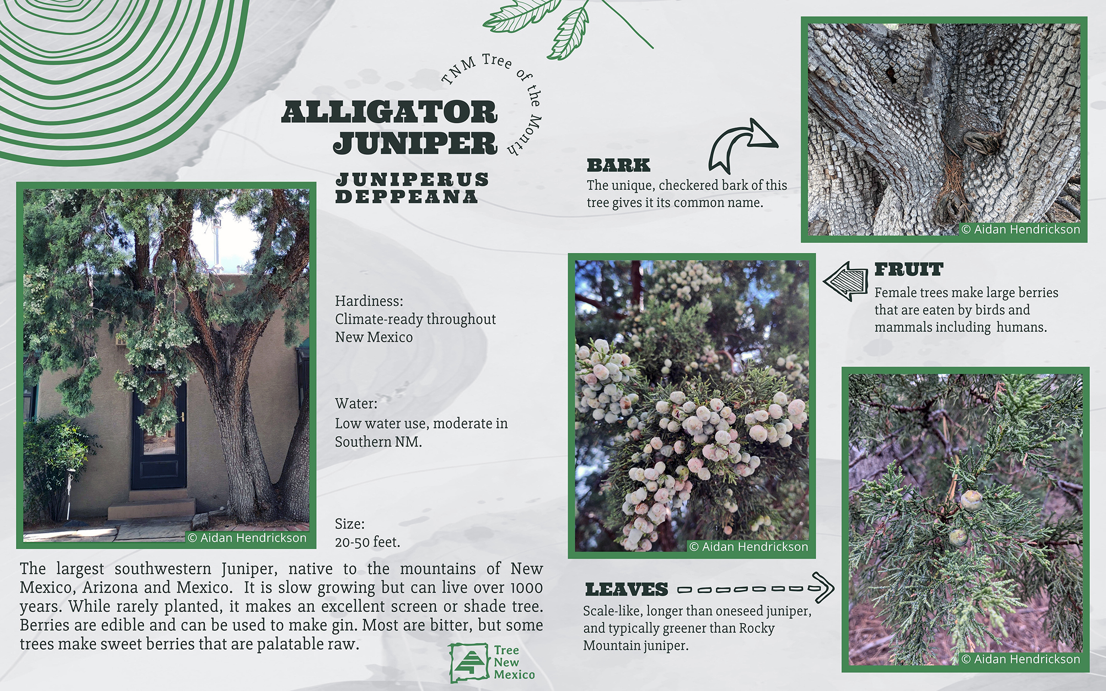 Alligator Juniper - January 2026 Tree of the Month